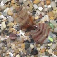 Enrico Puglisi Fly Fishing Flies - TackleDirect