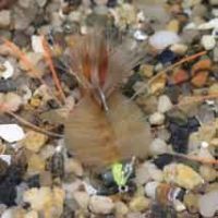 Enrico Puglisi Fly Fishing Flies - TackleDirect